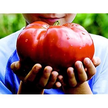 Amazon.com : Heirloom NON GMO Giant Italian Tomato Tree 25 Seeds ...