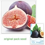 Feigenbaum 10 Samen, Echte Feige (Ficus Carica) Süße und saftige ...