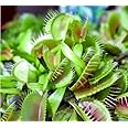 Amazon.com : Venus Fly Trap Carnivorous Live Plant 3 Inch Pod : Patio ...