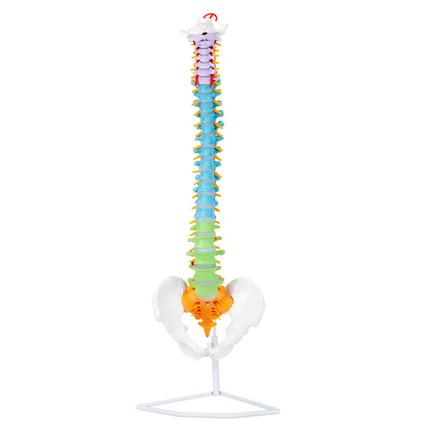 Mua Winyousk Human Color Spine Model, 34" Flexible Life Size Spine ...