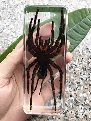 QTMY Biology Science World Collection of Real Insect Specimen - Want It All