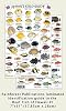 Hawaii Reef Fish #1 Identification Guide (Laminated Single Sheet Field ...