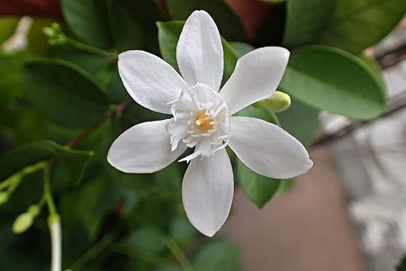 Creative Farmer Live Exotic Plant Arctic Snow Jasmine Flower"Idda ...