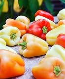 Gypsy Pepper: A True Charmer - PepperScale