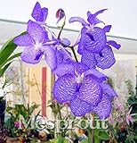 Vanda coerulea - How to grow & care