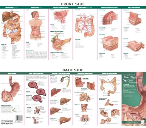 Anatomical Chart 9780781776882 Anatomy and Disorders of the Digestive ...