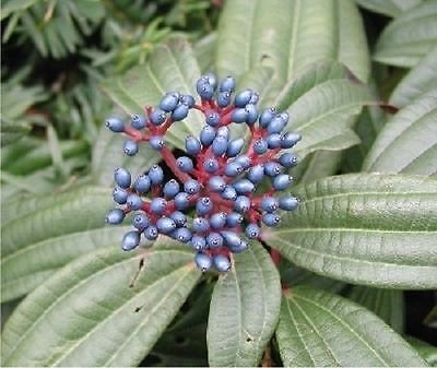 The Main 8 Types of Viburnum Shrubs and How to Care for Them