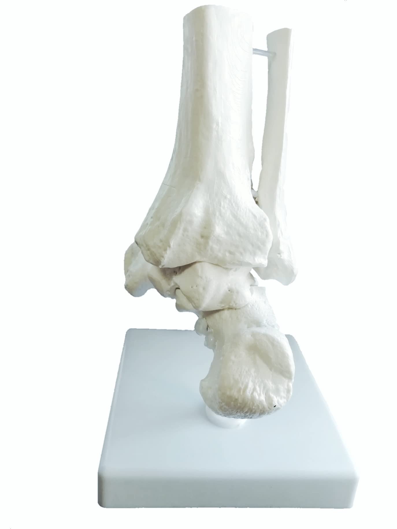 Mua OWLIAN Ankle Skeleton Model, Ankle Freely Movable, Supervised by X ...