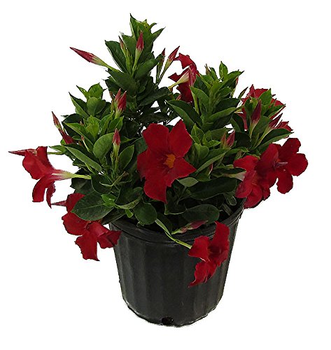 Allamanda for sale - Grow plants