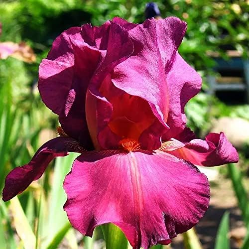 سعر 10 Red Iris Bulbs Sapphire Silk Reblooming Tall Bearded Iris ...