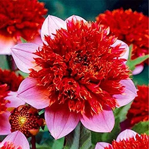 2pcs Mixture Kleur Dahlia Bollen Versieren Bloembedden Grenzen Creëren ...
