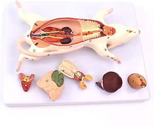 Mouse Anatomical Model - Animal Anatomical Model Mouse Anatomy Model ...