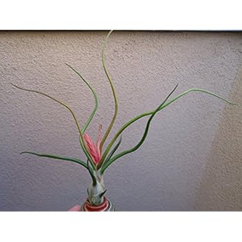 Amazon.com : Tillandsia Bulbosa Belize by CTS Air Plants : Garden & Outdoor