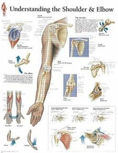 Understanding the Shoulder & Elbow Chart in Dubai - UAE | Whizz Anatomy