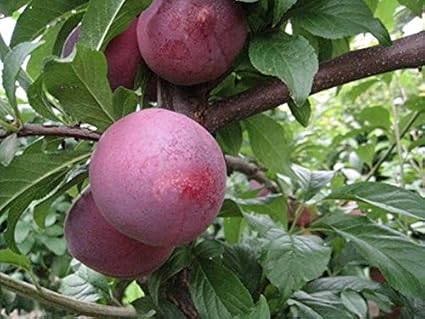 1 PIANTA DI SUSINO SUSINA PRUGNA SANTA ROSA MATURA A LUGLIO: Amazon.it ...