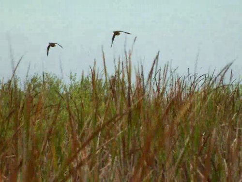 Watch Python Hunters Seasons 1 & 2 | Prime Video