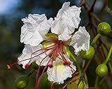 Delonix elata - How to grow & care