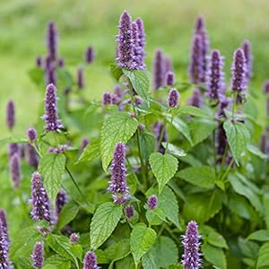 11 Fragrant Perennial Flowers For The Perfect Scented Garden