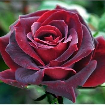 Amazon.com : 20 Rare Osiria Hybrid Tea Rose Seeds, Exotic Rare Dragon ...