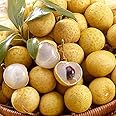 Amazon.com : Fruit 6 Seeds Rare Dwarf Longan Sri Chompoo aka Dragon Eye ...