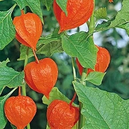 Physalis Franchetti 'Chinese Lanterns' Perennial XXL Supersize Plug ...