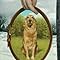 Everything for a Dog: Ann M. Martin: 9780312674847: Amazon.com: Books