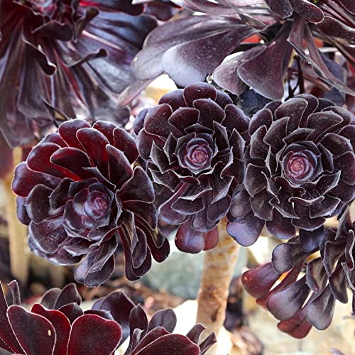 Black Rose Tree - Aeonium arboreum - RARE - Easy to grow! - 3" Pot ...