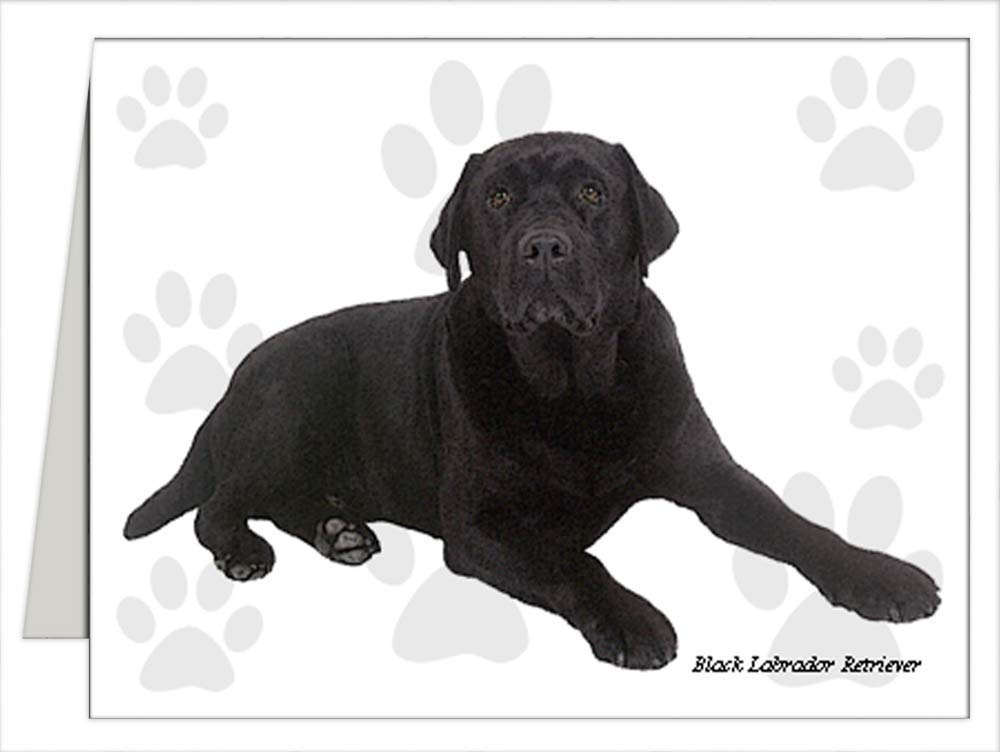 Amazon.com: Black Lab Note Cards: Handmade