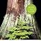 Finding the Mother Tree: Discovering the Wisdom of the Forest: Simard ...