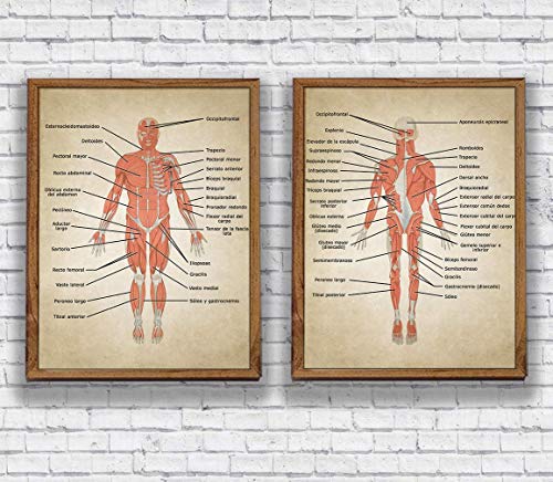Buy Vintage Human Anatomy Muscles System Body Pictures for Medical ...