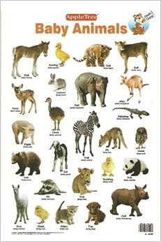 Buy Educational Charts: Baby Animals Book Online at Low Prices in India ...