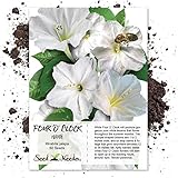 Mirabilis plant - How to grow & care