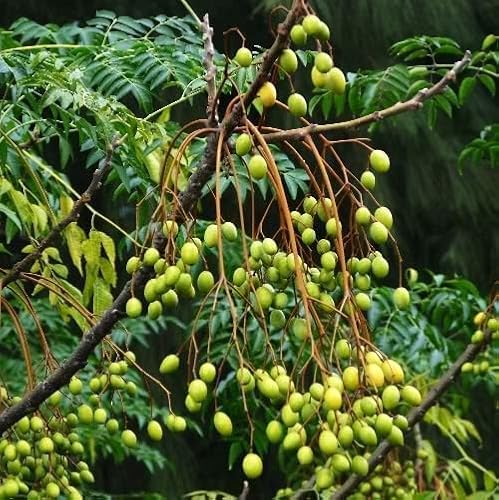 20 Neem Tree Seeds for Planting (2 Packs of 10)- Cay Sau Dau ...