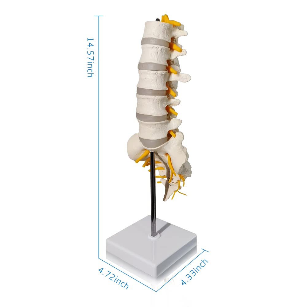 Mua Evotech Lumbar Spine Anatomy Model with Sacrum and Spinal Nerves ...
