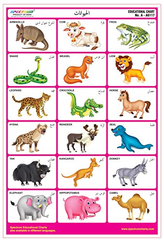 Buy Spectrum Arabic Language Animals Name Pre-Primary Kids Learning ...