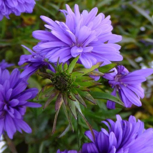 Aster novi-belgii 'Henry Blue' 15cm pot size: Amazon.co.uk: Garden ...