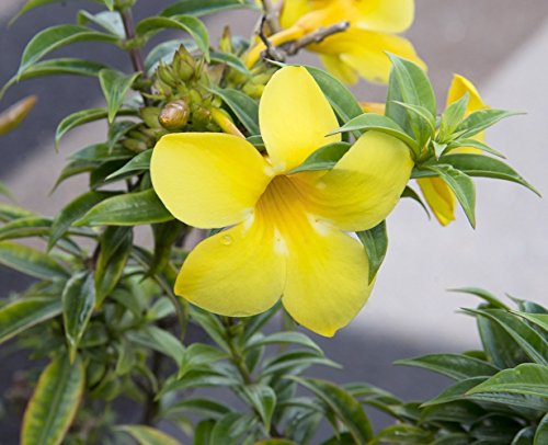 Allamanda for sale - Grow plants