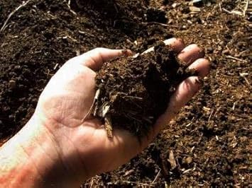 Buy Black Soil/Forest Soil - 5Kg Online at Low Prices in India - Amazon.in
