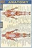 Anatomy (Quick Study: Anatomy) in Saudi Arabia | Whizz Charts & Posters