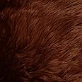Amazon.com: Chocolate Brown Shag Faux Fur Fabric 60" Wide : Arts ...