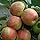 YouGarden Duo Fruit Apple Tree, 2 Varieties on 1 Bare Root Tree: Amazon ...