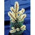 Amazon.com : Taylors Sunburst Shore Pine 2 - Year TREE : Pine Trees ...