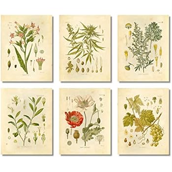 Amazon.com: Ink Inc. Fruit Botanical Prints Vintage Wall Art Drawing ...