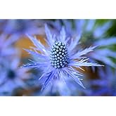 Amazon.com : 25 Blue Glitter Sea Holly Seeds - Eryngium Flower Seeds ...