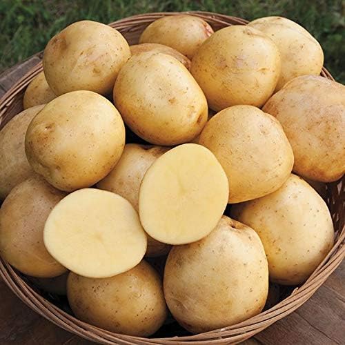 Amazon.com : Russian Potatoes Gourmet, Potato Seeds from Russia ...