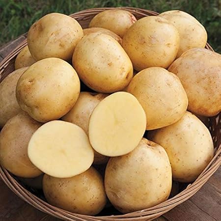 Amazon.com : Russian Potatoes Gourmet, Potato Seeds from Russia ...