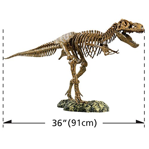 Edu-Toys T-Rex Skeleton 36" Scale Replica Model | Assemble & Display ...