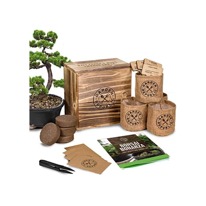 Bonsai Tree Seed Starter Kit - Mini Bonsai Plant Growing Kit, 4 Types ...