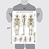 Palace Learning Skeletal System Anatomical Chart - LAMINATED - Human Skeleton Poster in Oman ...