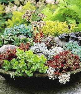 Sedum Mixed 50 Seeds, stonecrop,-Many varieties in one packet: Amazon ...